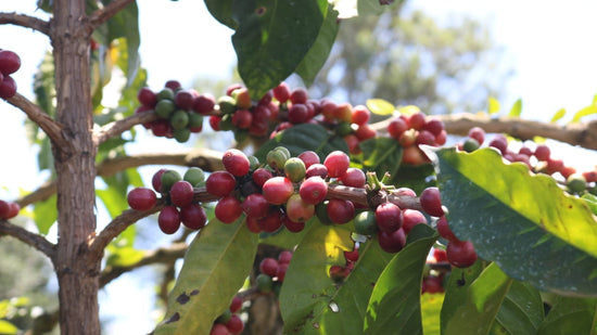 Gibsons Coffee – Gibson's Coffee